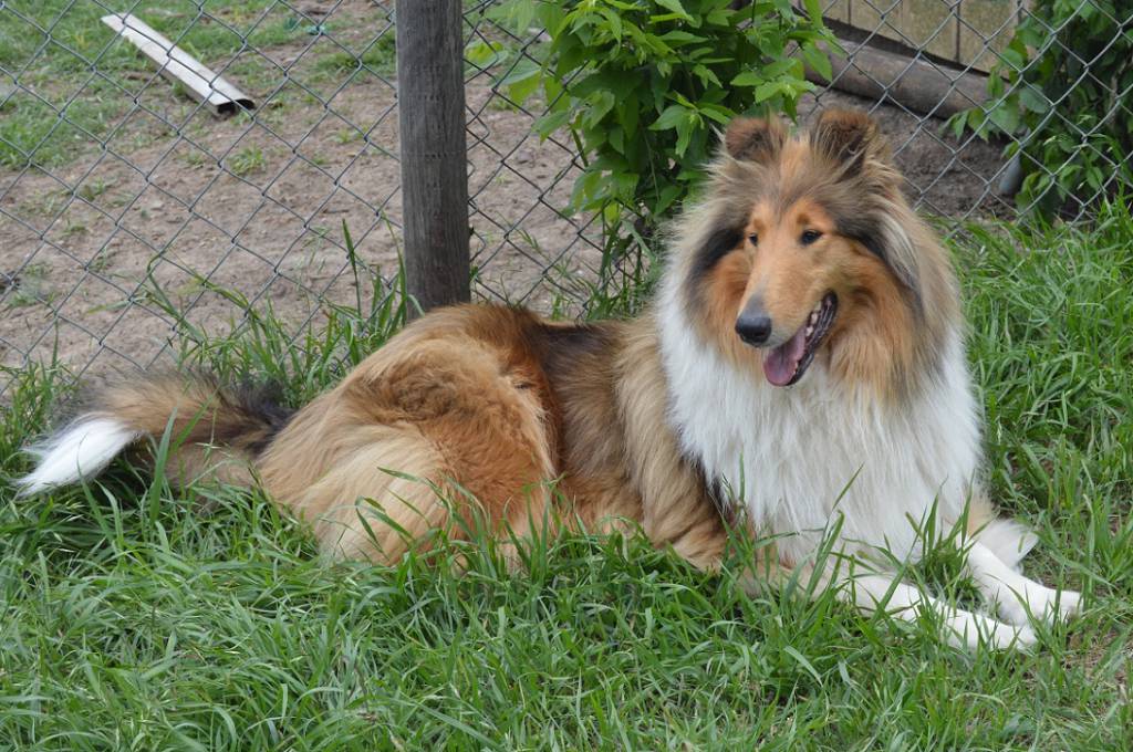 About Collies – Tairis Collies
