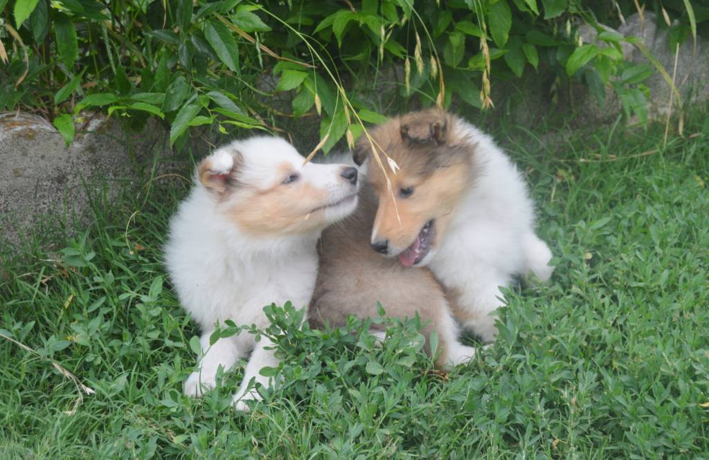 Tairis Collies – Champion AKC Rough Collies in Texas