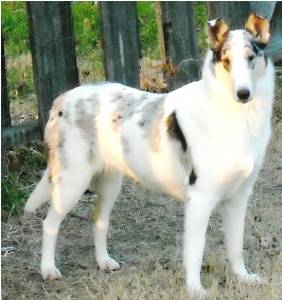 About Collies – Tairis Collies