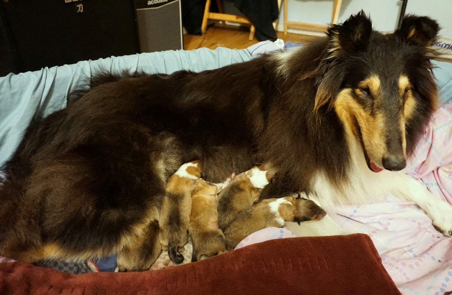 Layla’s and Poppy’s puppies are here! – Tairis Collies
