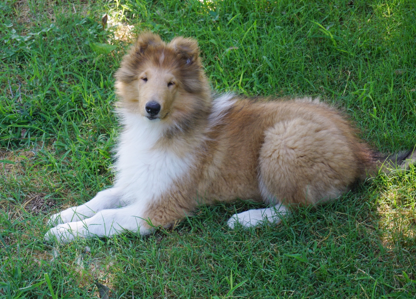 The Milas Touch – Tairis Collies