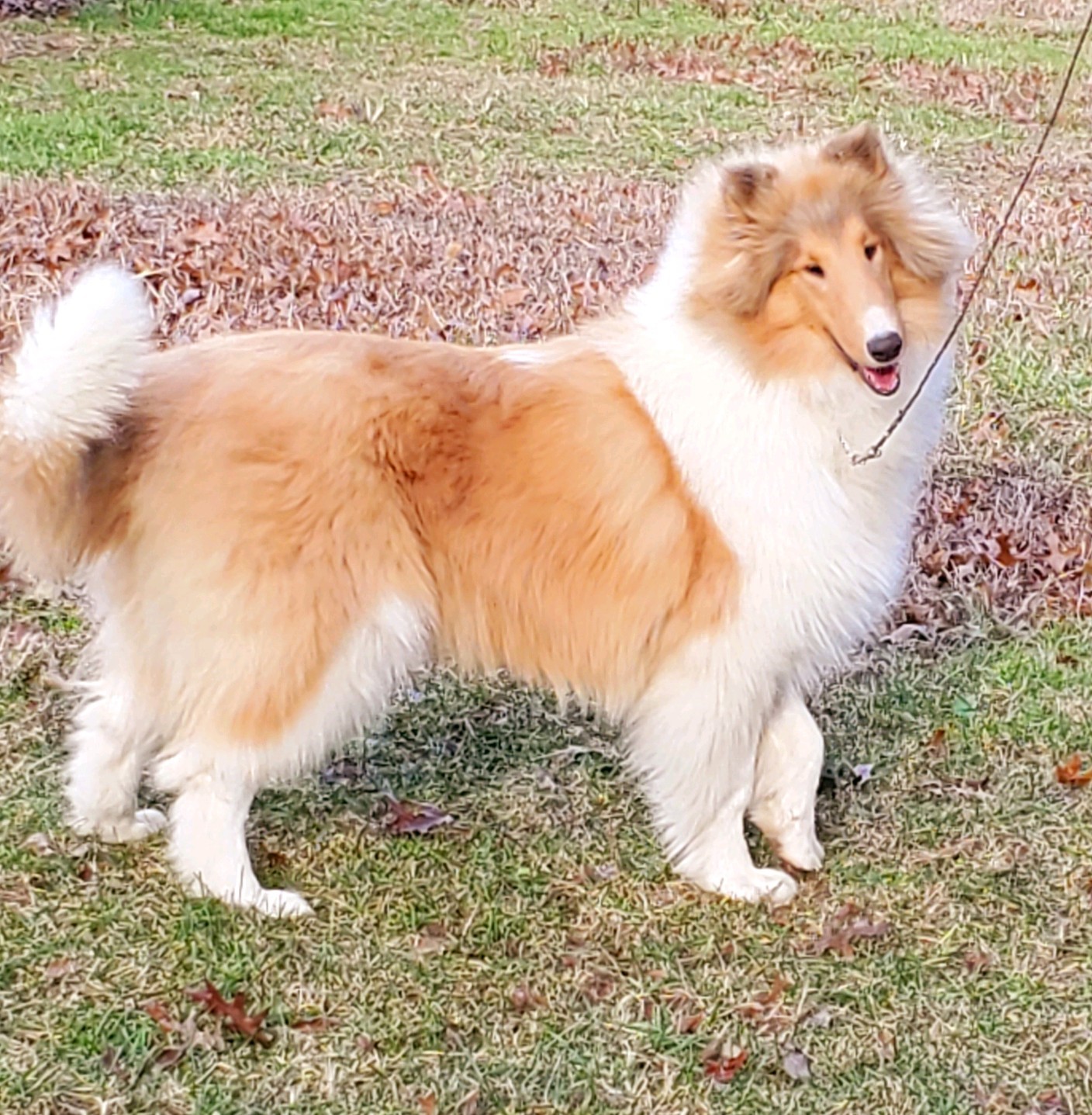 Puppy Debuts – Tairis Collies