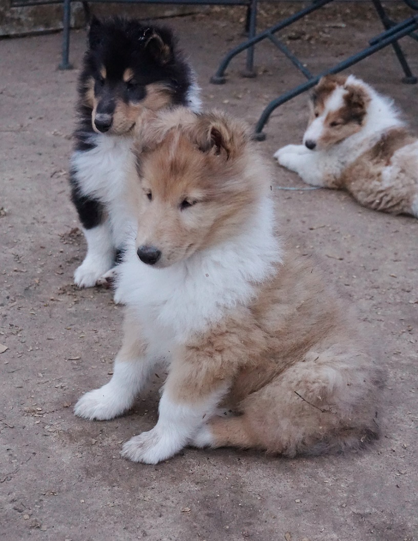 The Leena/Jagger Puppies – Tairis Collies