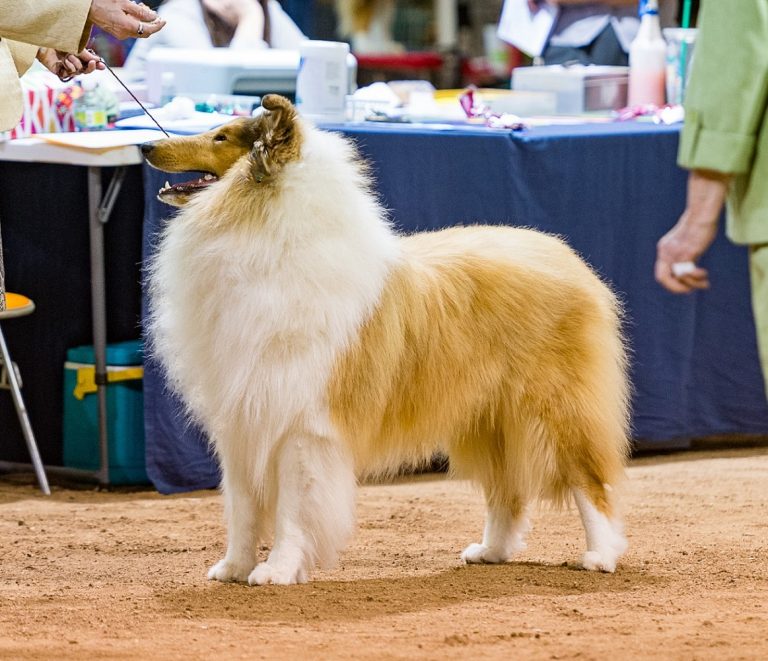 Planned Litters – Tairis Collies