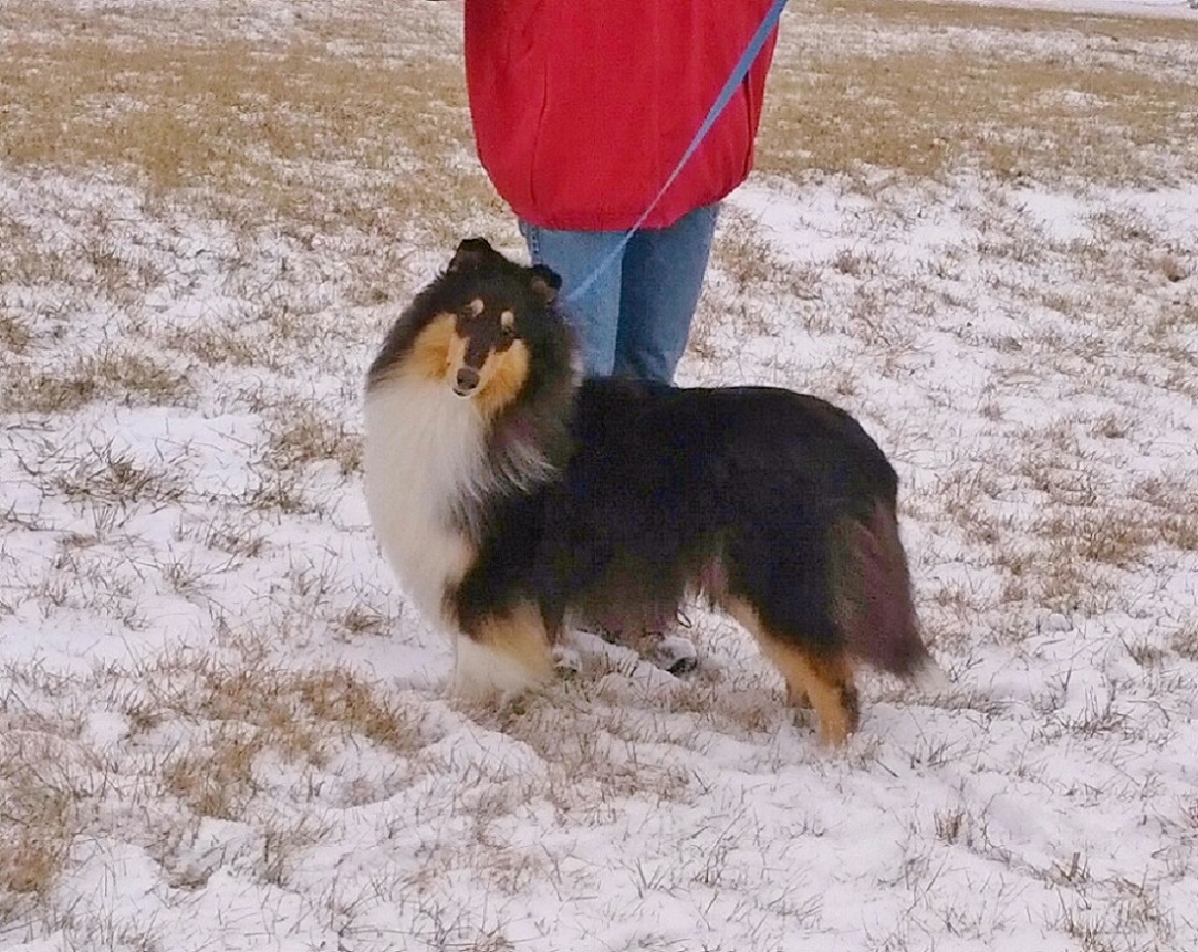 Try Tri again – Tairis Collies