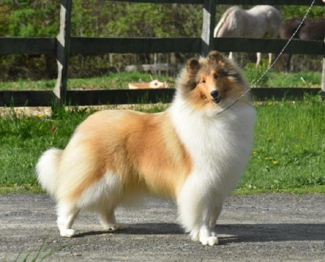 Happy Days – Tairis Collies