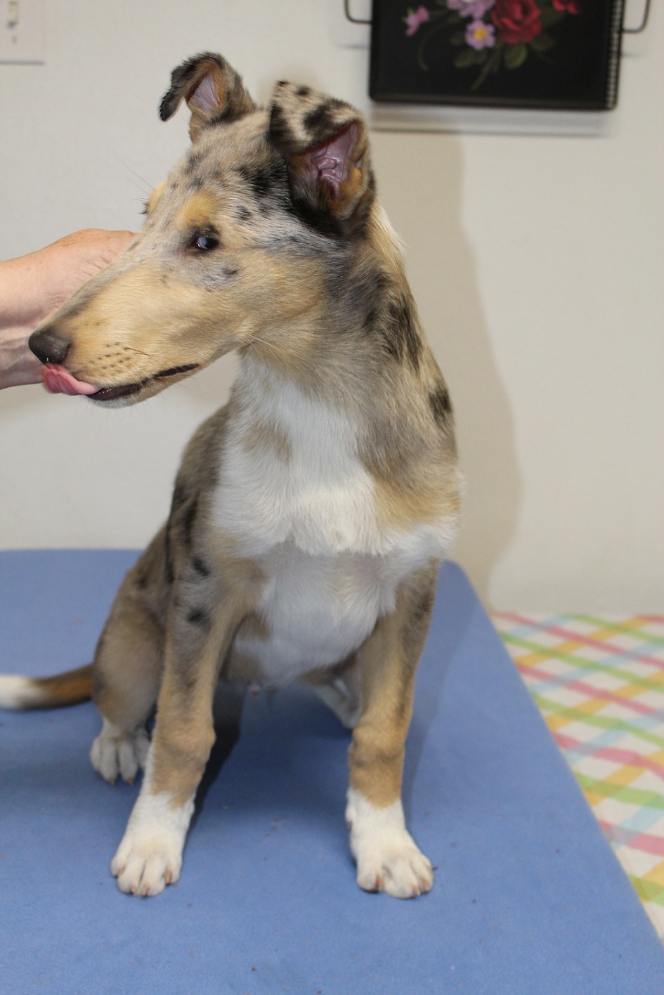 Available – Tairis Collies