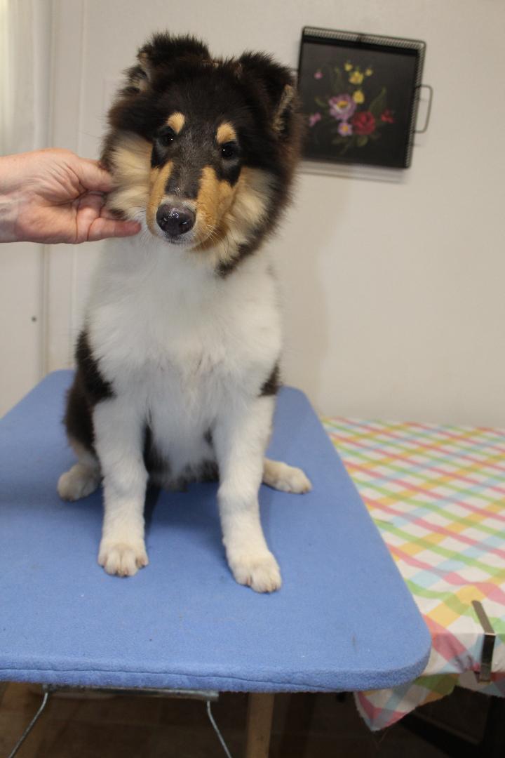 Available – Tairis Collies