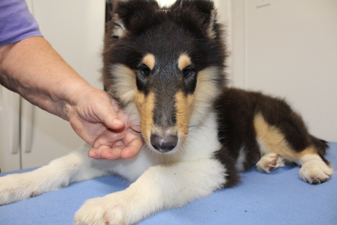 Available – Tairis Collies