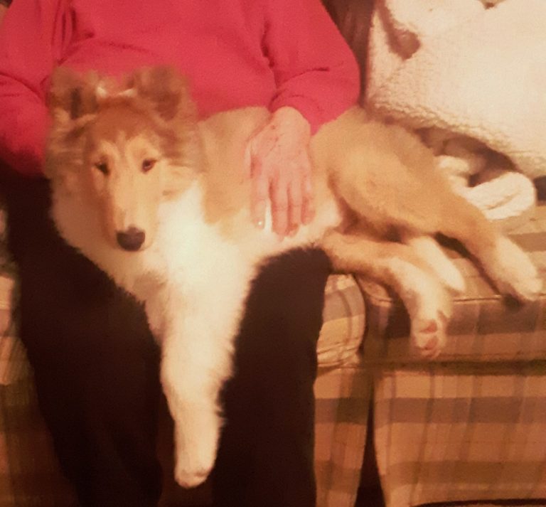 Available – Tairis Collies