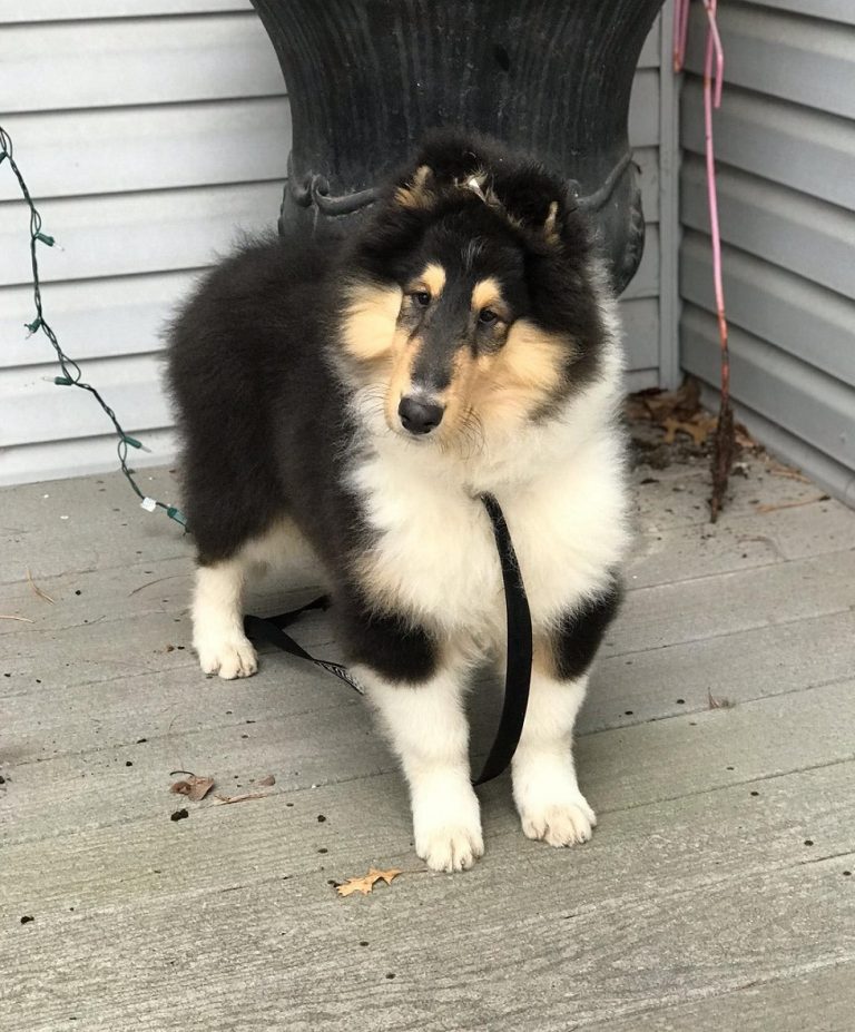 Available – Tairis Collies