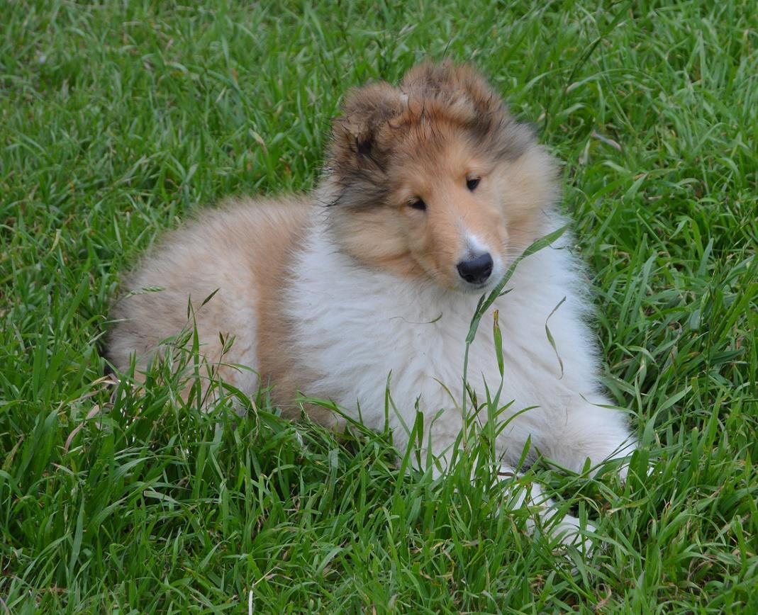 Available – Tairis Collies