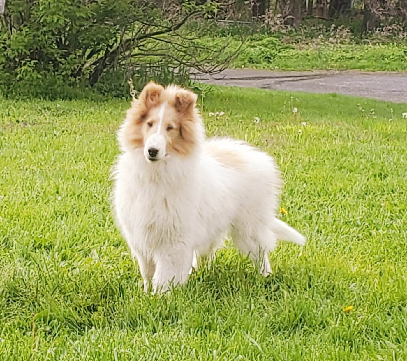 The boys! – Tairis Collies