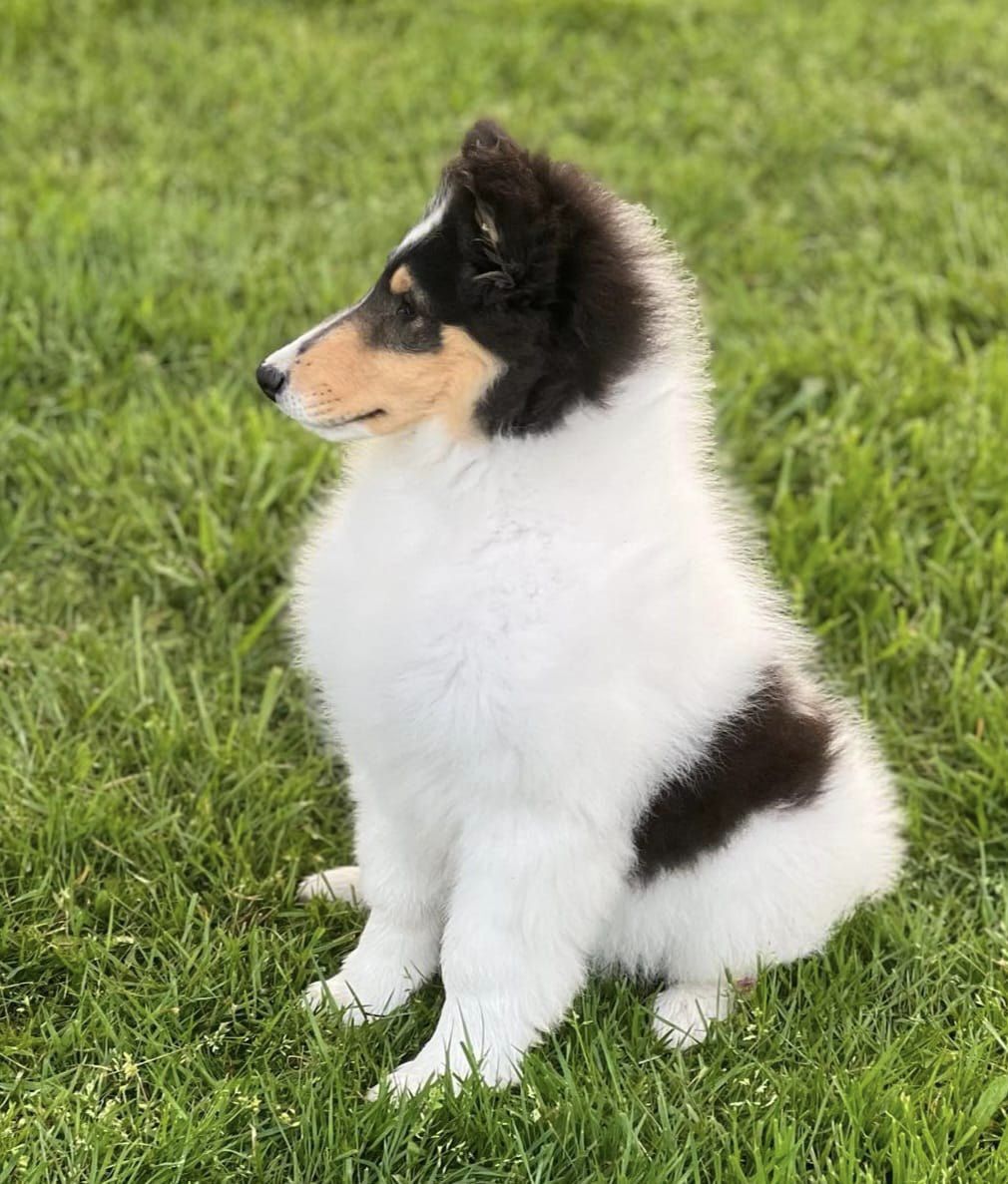 The boys! – Tairis Collies