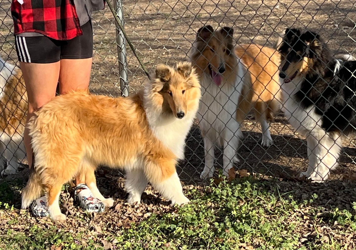 A new champion at Tairis collies! – Tairis Collies