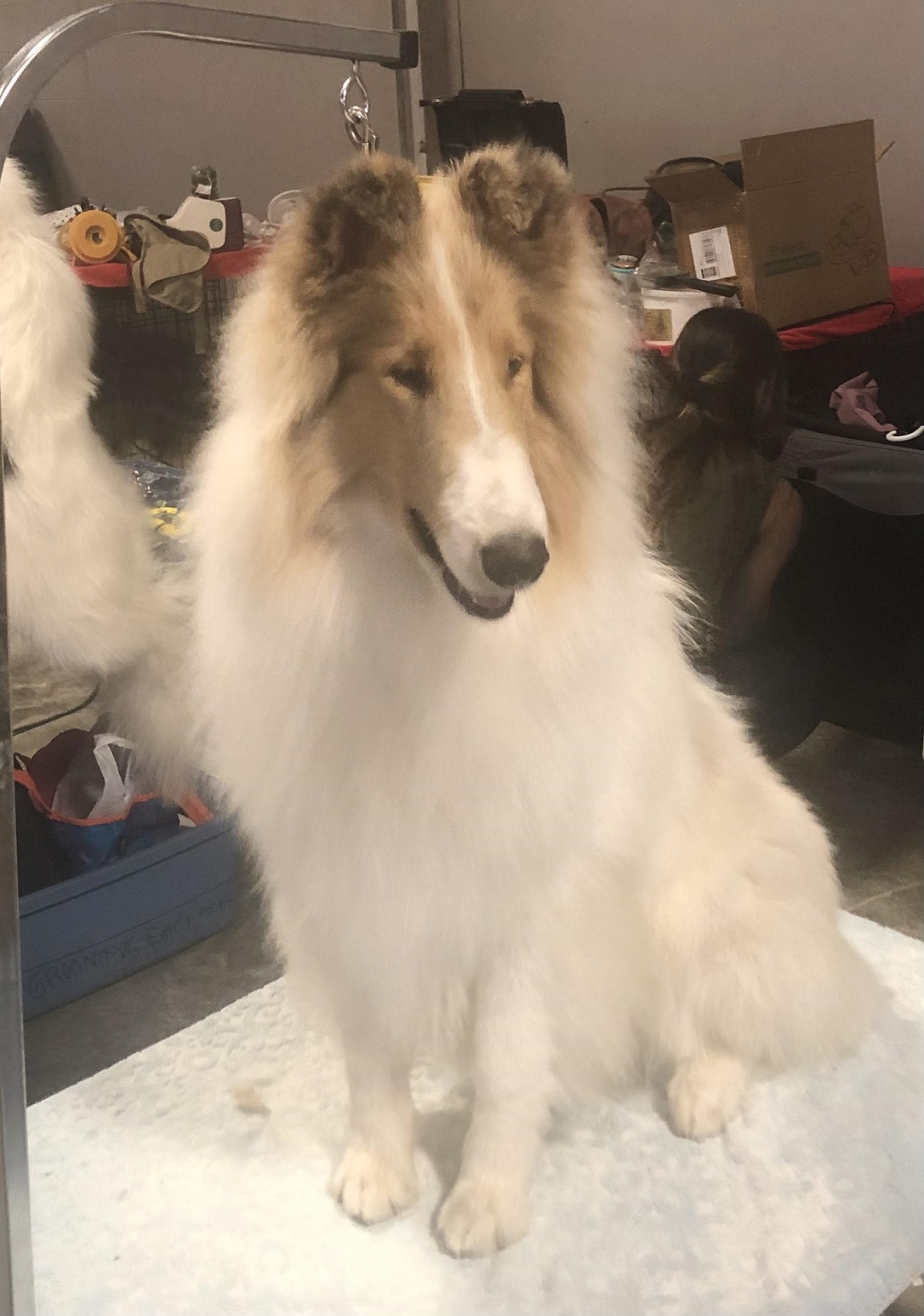 Fun times in Belton! – Tairis Collies