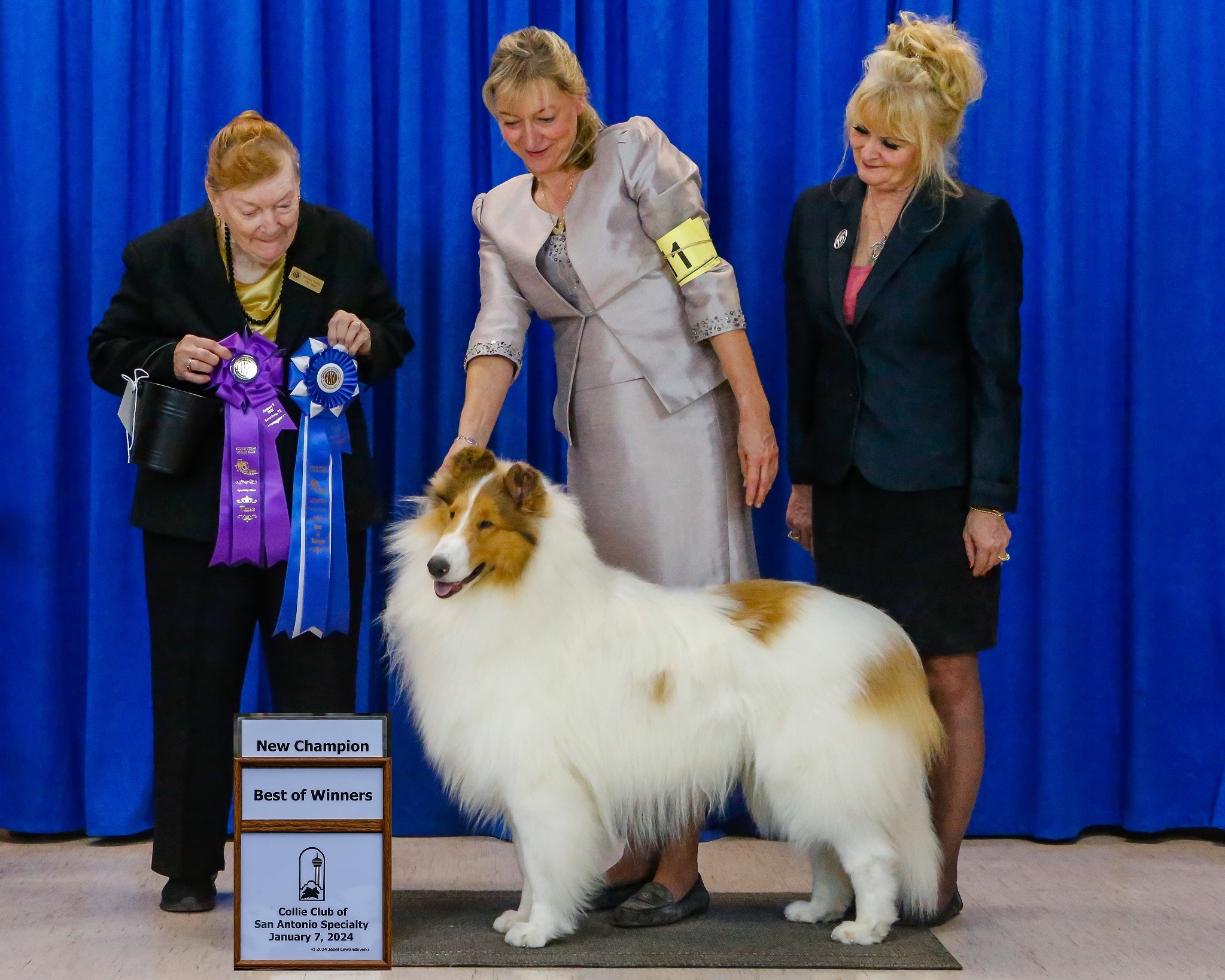 Current Dogs – Tairis Collies