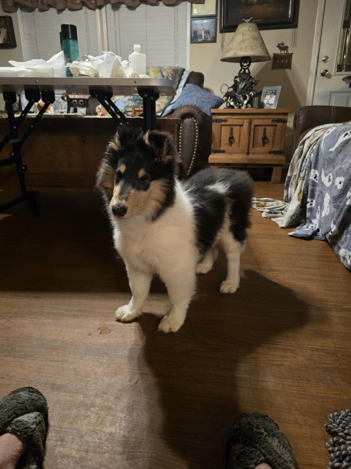 Available – Tairis Collies